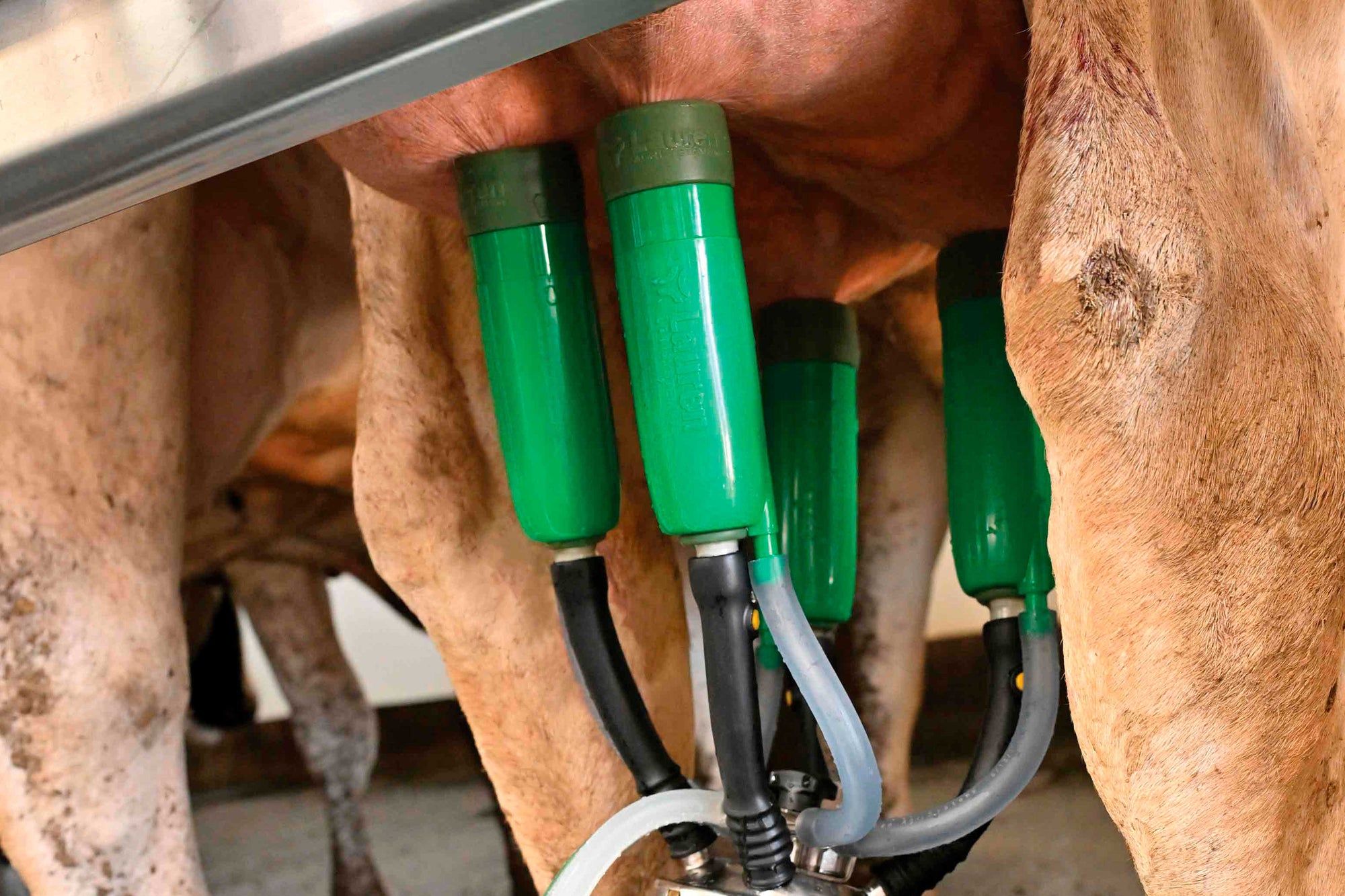 Lauren Milking Liners for Dairy Farms | Lauren AgriSystems